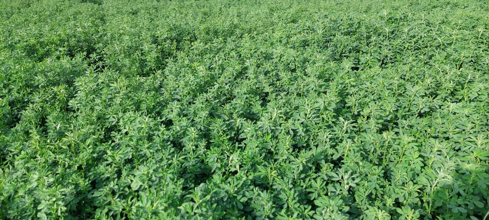 Cum semănăm lucerna în grădinile mici